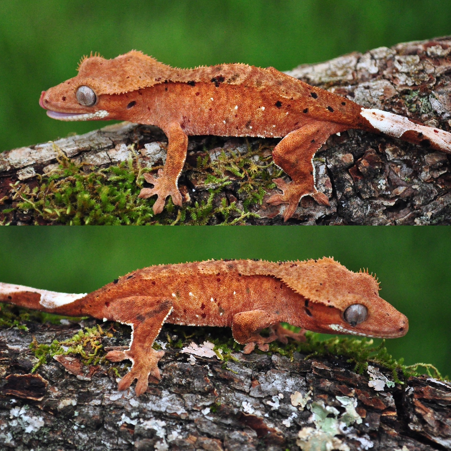 Red-Spot Dalmatian Crested Gecko by Cowajunga, LLC - MorphMarket
