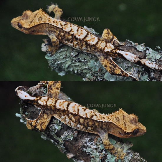 15g Yellow Harlequin Crested Gecko by Cowajunga, LLC