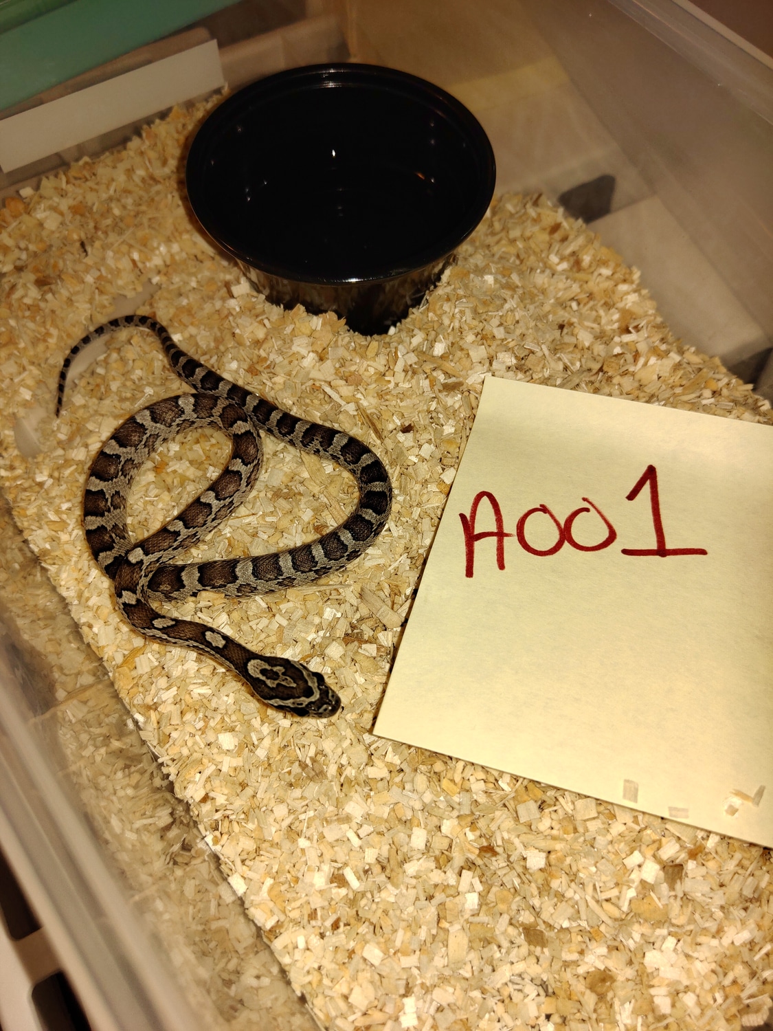 Anery Het Amel Corn Snake by Horan's Exotics - MorphMarket