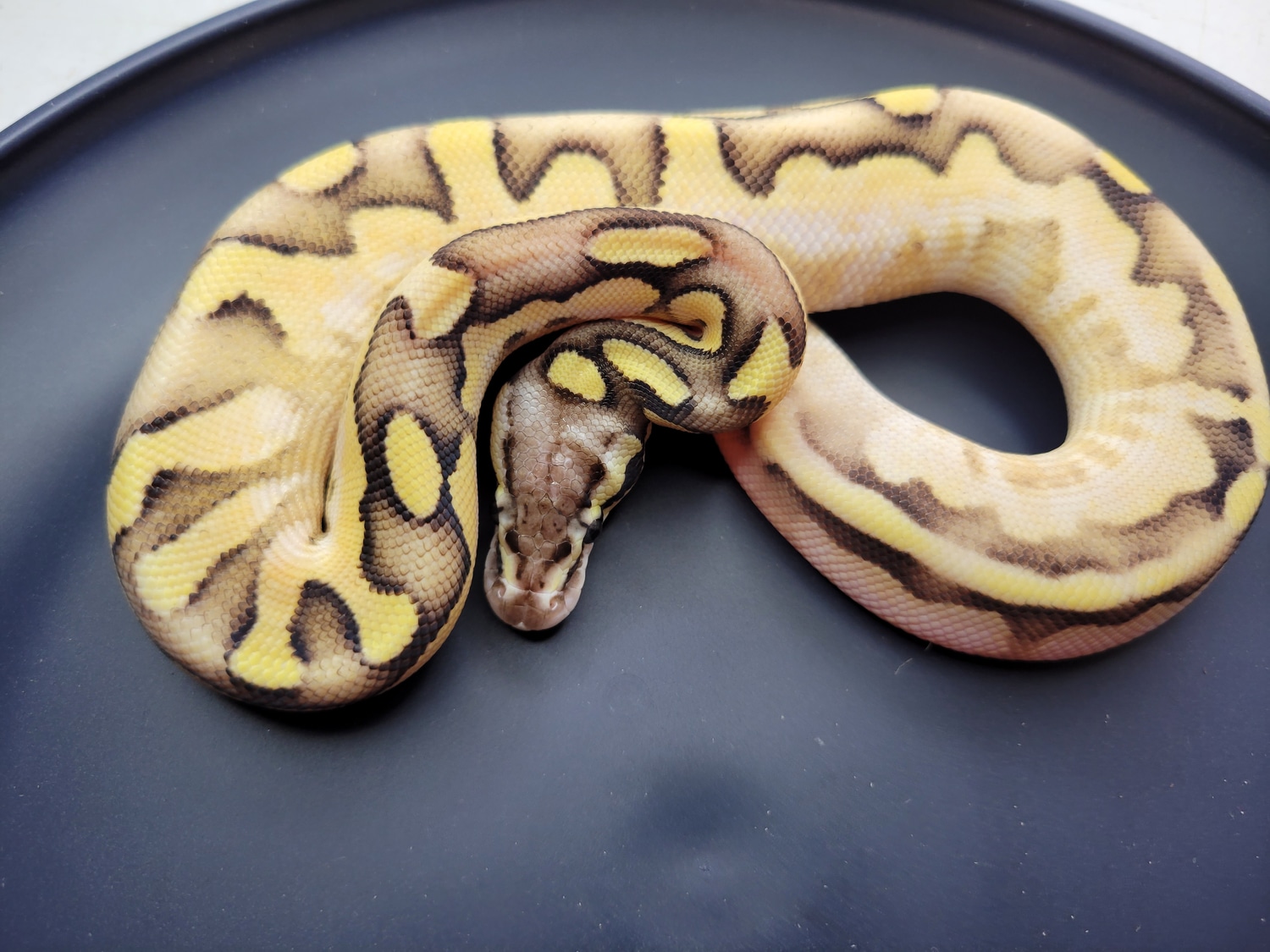 Odyb Firefly Enchi Calico Ball Python by Horan's Exotics - MorphMarket