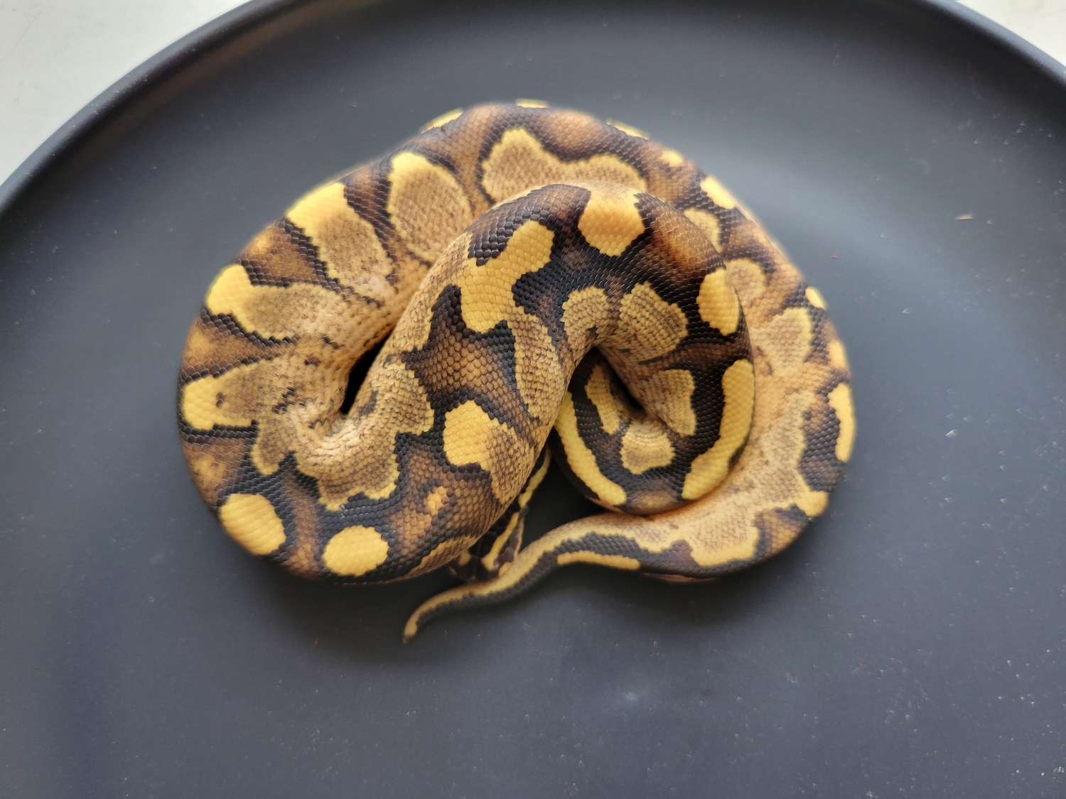 Fire Calico Yellowbelly Ball Python by Horan's Exotics - MorphMarket
