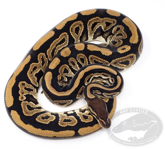 Black Pastel Het. Pied Ball Python by AHP Exotics