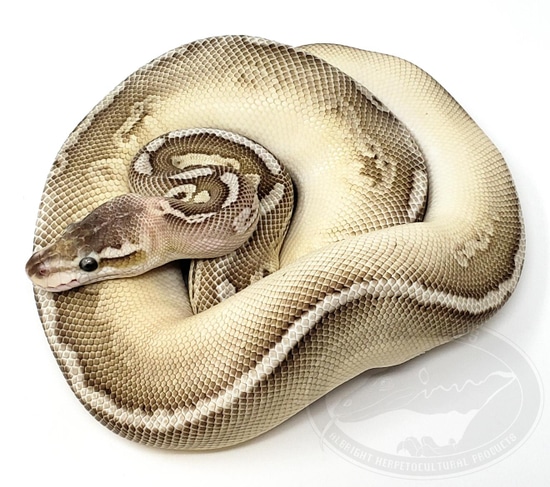 Pewter Lesser Orange Ghost Ball Python by AHP Exotics