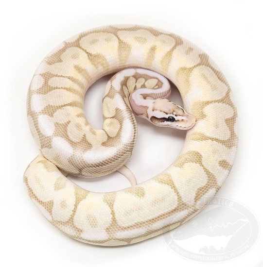 Queen Bee Ball Python by AHP Exotics