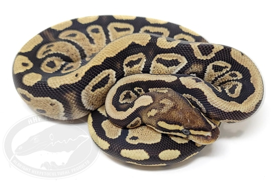 Ball Python- Fire Het. Pied by AHP Exotics