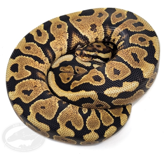 Ball Python- Spotnose YB by AHP Exotics