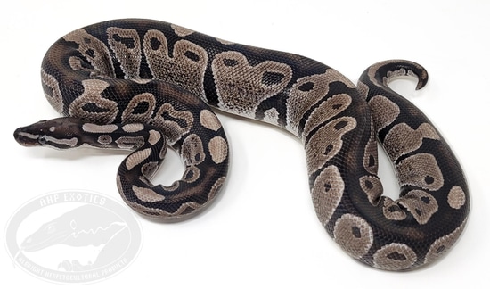 Ball Python- VPI Axanthic Het. Hypo by AHP Exotics