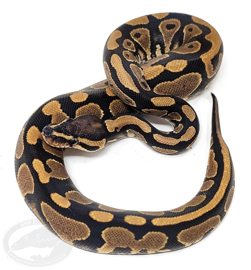Ball Python- YB by AHP Exotics