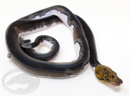 Golden Child Pied Reticulated Python by AHP Exotics