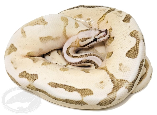 Orange DreamVanilla Cream Enchi Ball Python by AHP Exotics