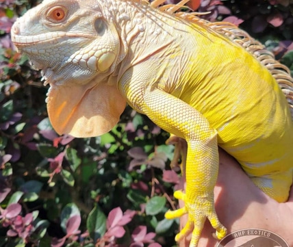 AHP Exotics - MorphMarket