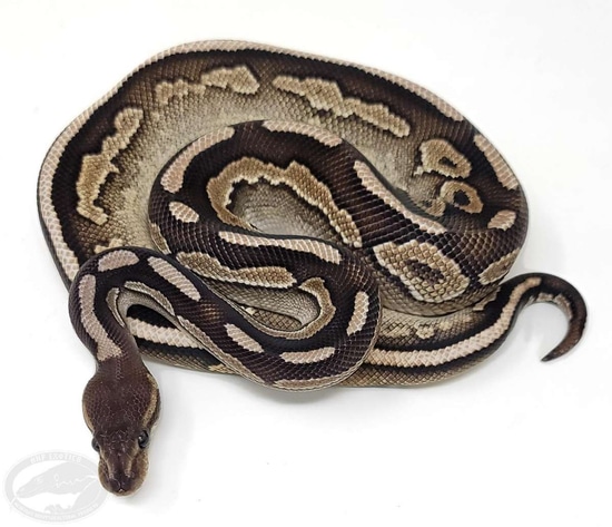 Black Pastel Mystic Ball Python by AHP Exotics