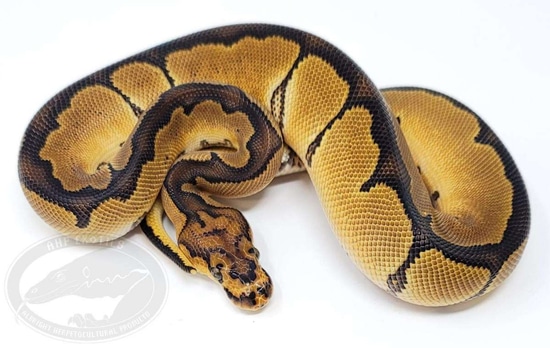 Clown Ball Python by AHP Exotics