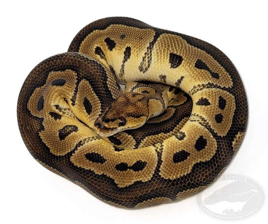 Clown Ball Python by AHP Exotics