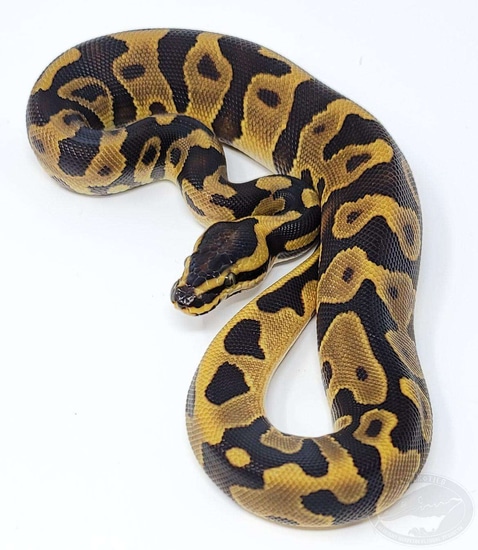 Enchi Leopard Het Pied Ball Python by AHP Exotics