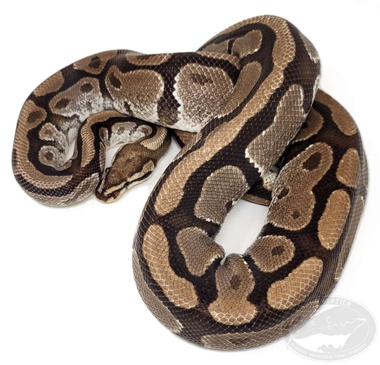 Fire Ball Python by AHP Exotics