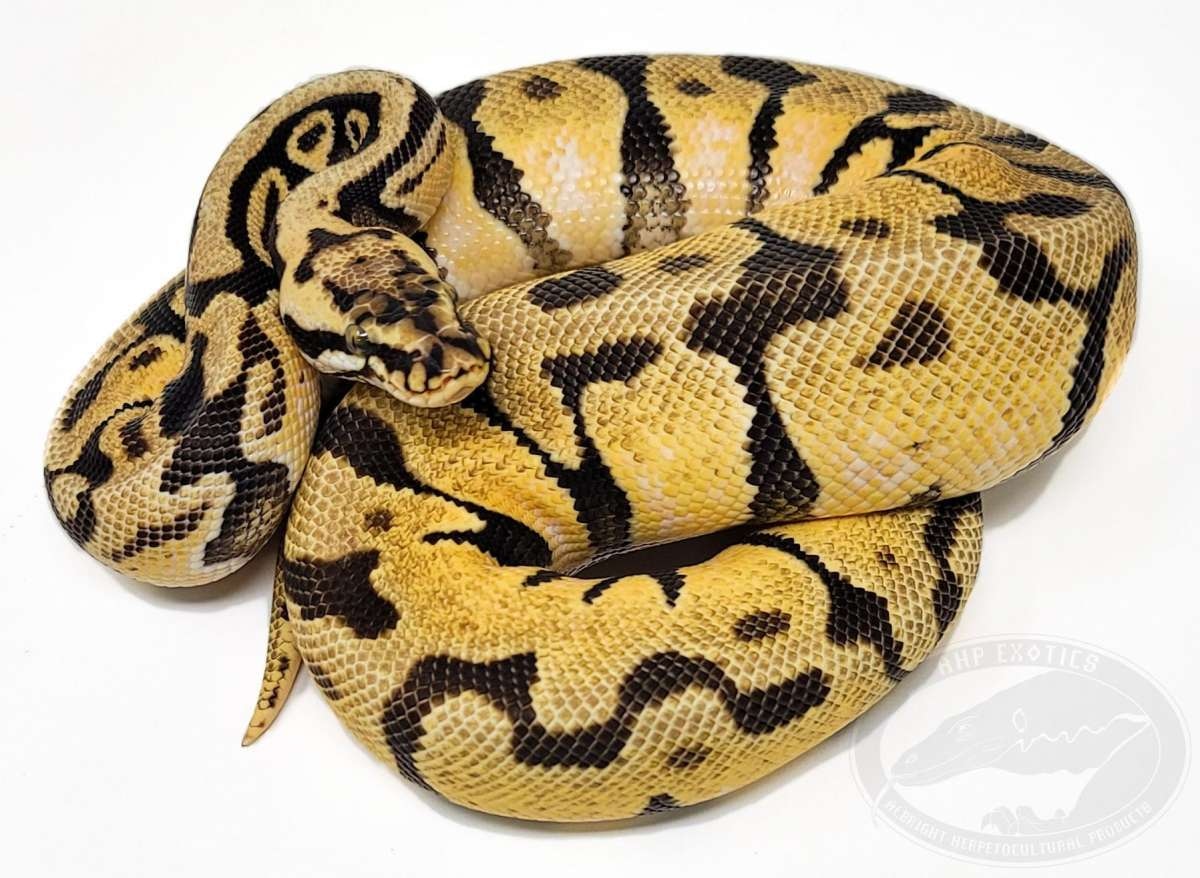 Firefly Spotnose Enchi Ball Python by AHP Exotics - MorphMarket