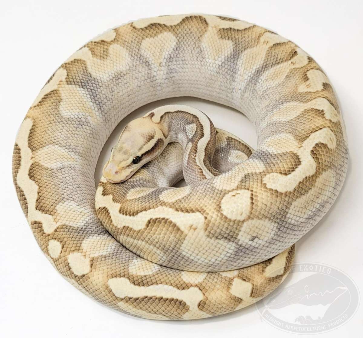 GHI Butter Enchi Ball Python by AHP Exotics - MorphMarket