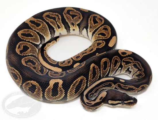 Het. Red Axanthic Ball Python by AHP Exotics