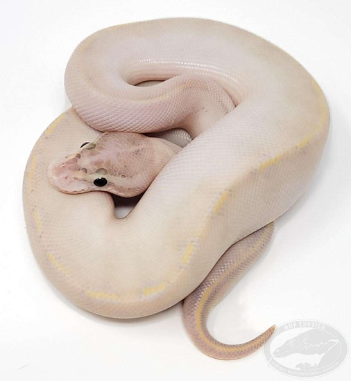 Ivory Ball Python by AHP Exotics