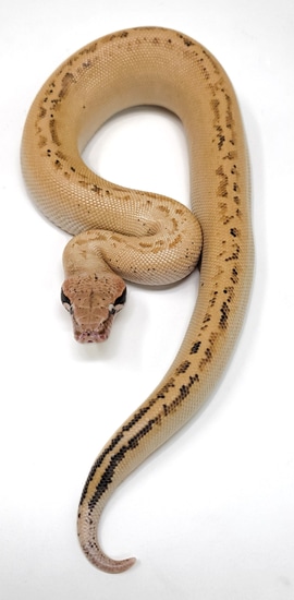 Ivory Het T Neg Blood Python by AHP Exotics