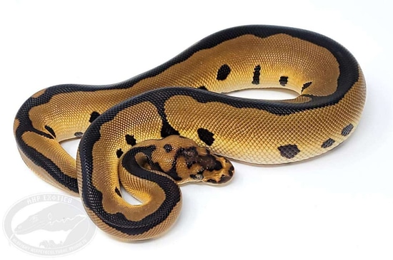 Leopard Clown 50% Het Pied Ball Python by AHP Exotics