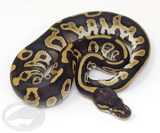 Leopard Mojave Het Clown Ball Python by AHP Exotics