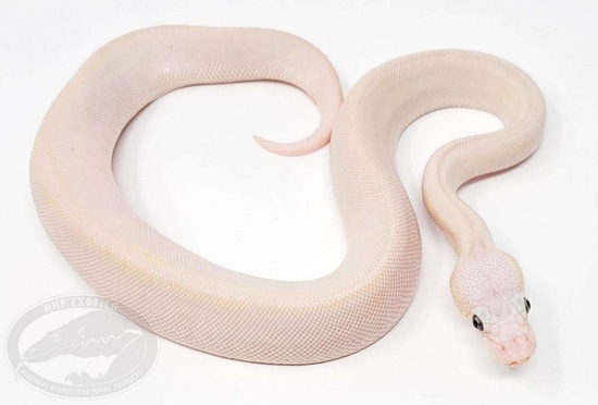 Leucistic Ball Python by AHP Exotics