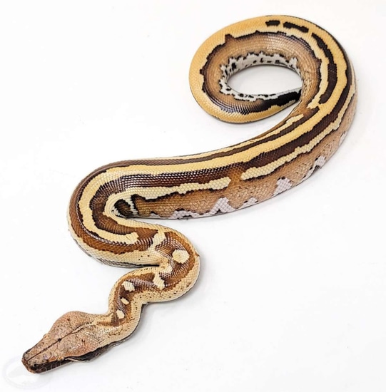 Matrix G Stripe Blood Python by AHP Exotics