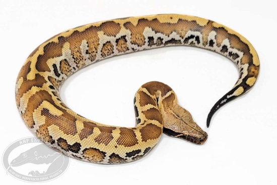Matrix Het. T Neg Blood Python by AHP Exotics