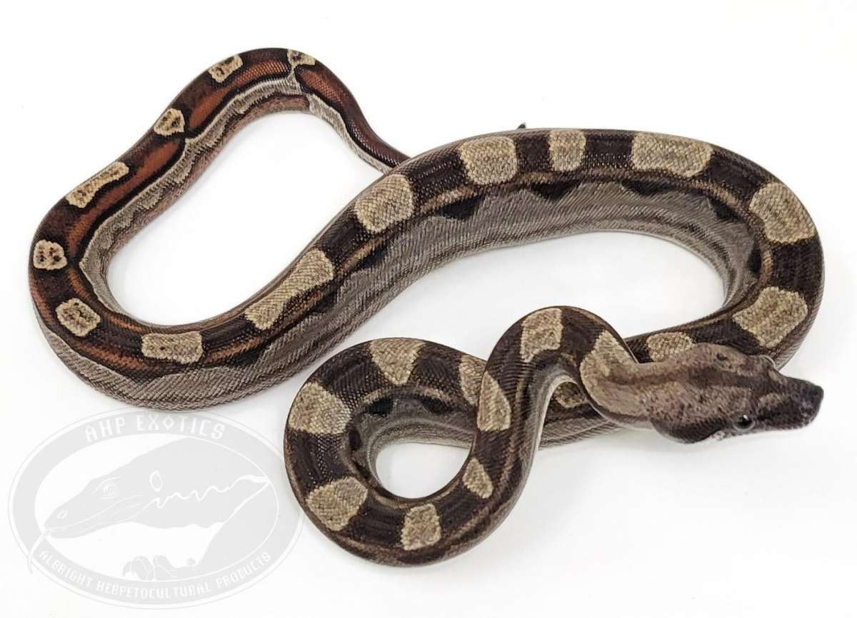 Motley Het T Pos VPI Boa Constrictor by AHP Exotics - MorphMarket