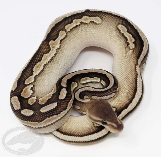 Mystic Black Pastel YB Ball Python by AHP Exotics