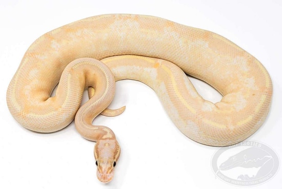 Pastel Banana Highway Ball Python by AHP Exotics