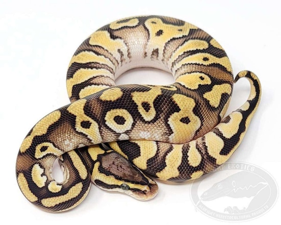 Pastel Enchi Mystic Ball Python by AHP Exotics