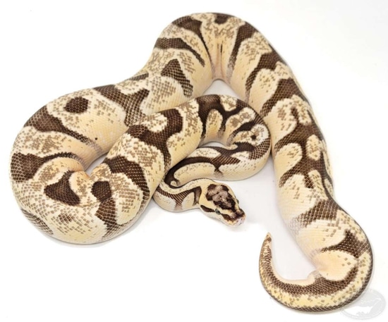 Pastel Enchi Orange Dream Ball Python by AHP Exotics