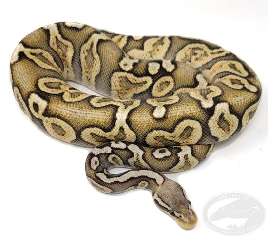 Pastel GHI YB Orange Ghost Ball Python by AHP Exotics
