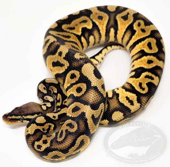 Pastel Gravel Or YB Ball Python by AHP Exotics
