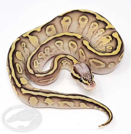 Pastel Lesser Fire Het Clown Ball Python by AHP Exotics