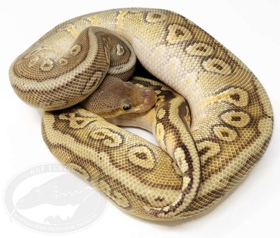 Pastel Mojave Fire HGW Ball Python by AHP Exotics