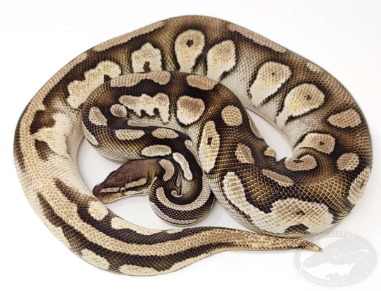 Pastel Mystic Ball Python by AHP Exotics