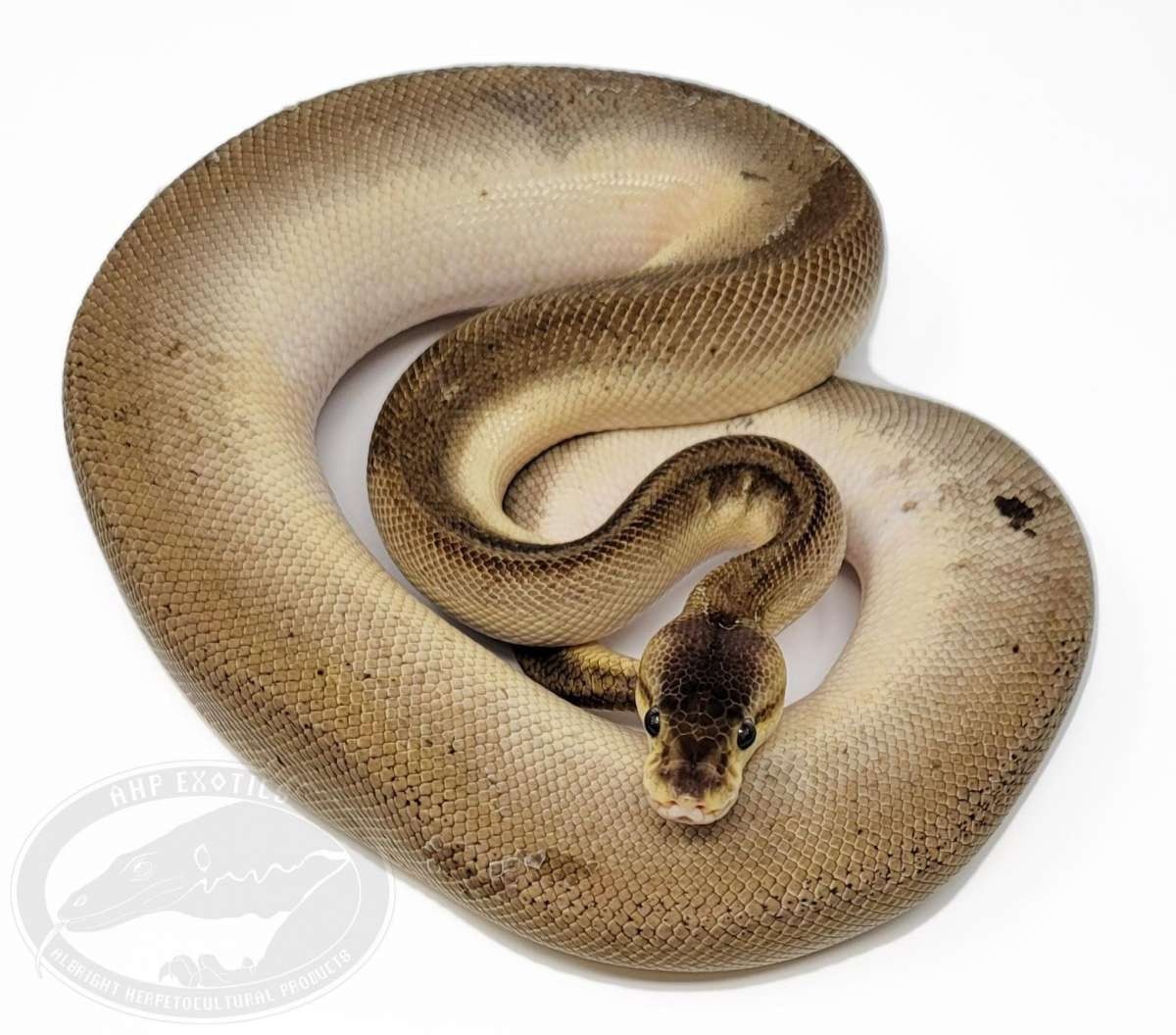 Pewter Bongo Pos. Leopard Spotnose Ball Python by AHP Exotics - MorphMarket
