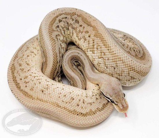 Pewter Leopard Spotnose Pos Mystic Ball Python by AHP Exotics