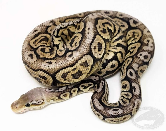 Pewter Spotnose Ball Python by AHP Exotics