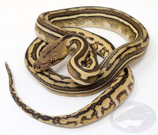 Phantom Tiger Reticulated Python by AHP Exotics
