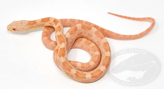 Rose Rat Snake by AHP Exotics