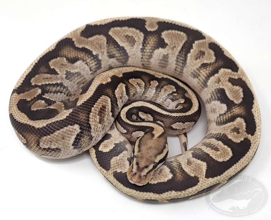 Spotnose Mojave Fire Ball Python by AHP Exotics