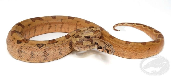 Sunset Boa Boa Constrictor by AHP Exotics