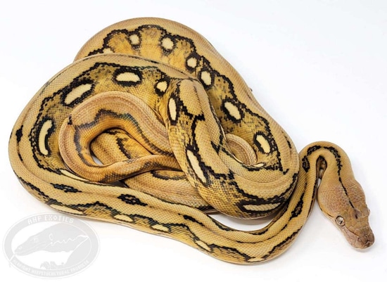 Suntiger Het Purple Reticulated Python by AHP Exotics