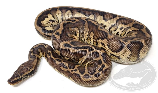 Super Ball Ball Python by AHP Exotics