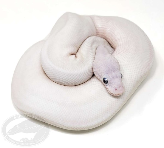 Super Lesser Orange Ghost Ball Python by AHP Exotics